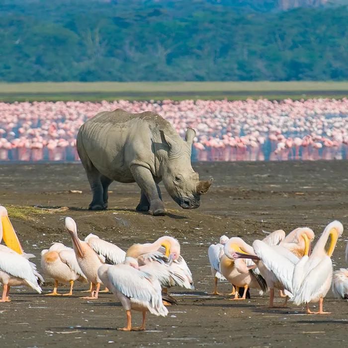 Great Rift Valley Animals