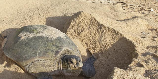 Reistips en artikelen over Aruba - KLM Nederland