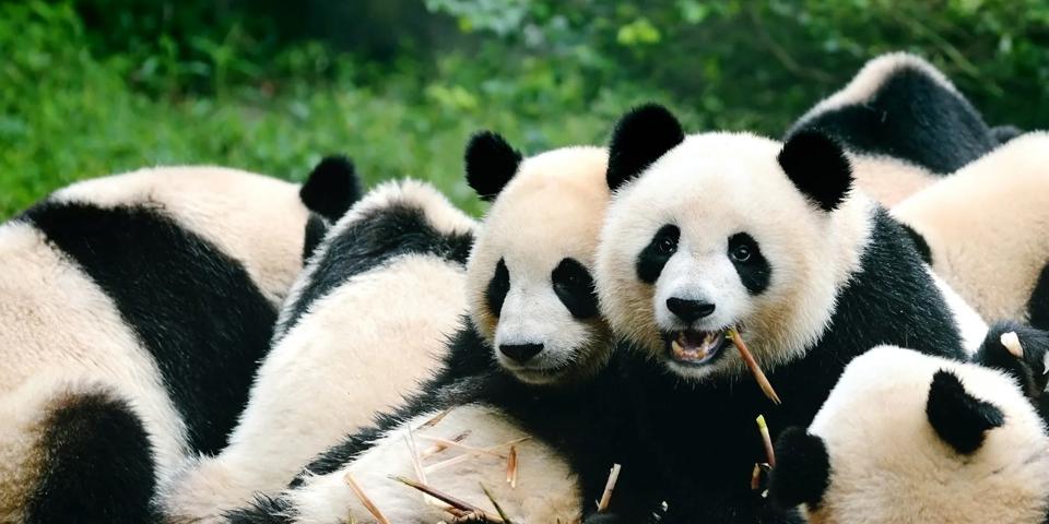 Travel Tips & Articles Chengdu