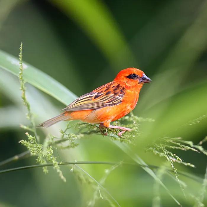 Travel Tips & Articles Mauritius - KLM 中国