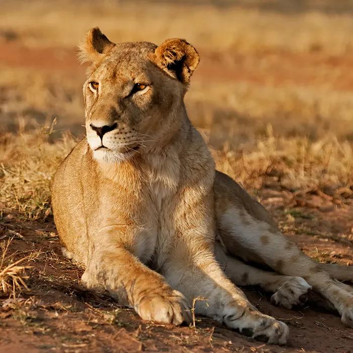 Travel Tips & Articles Johannesburg - KLM Namibia