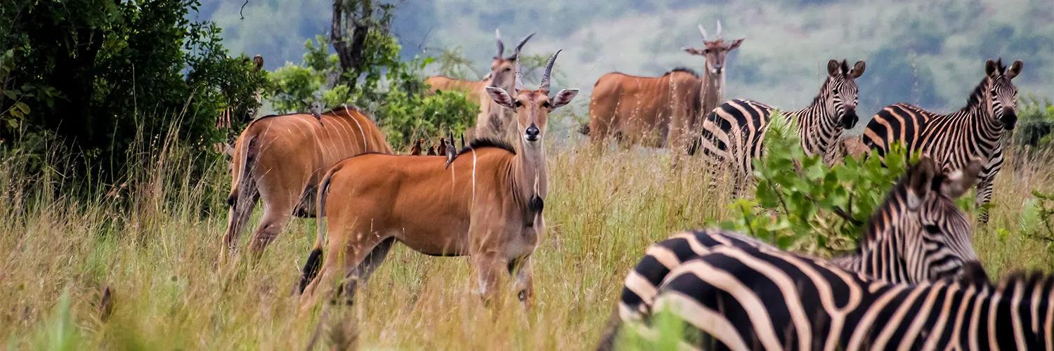 Cheap flights to Rwanda | KLM