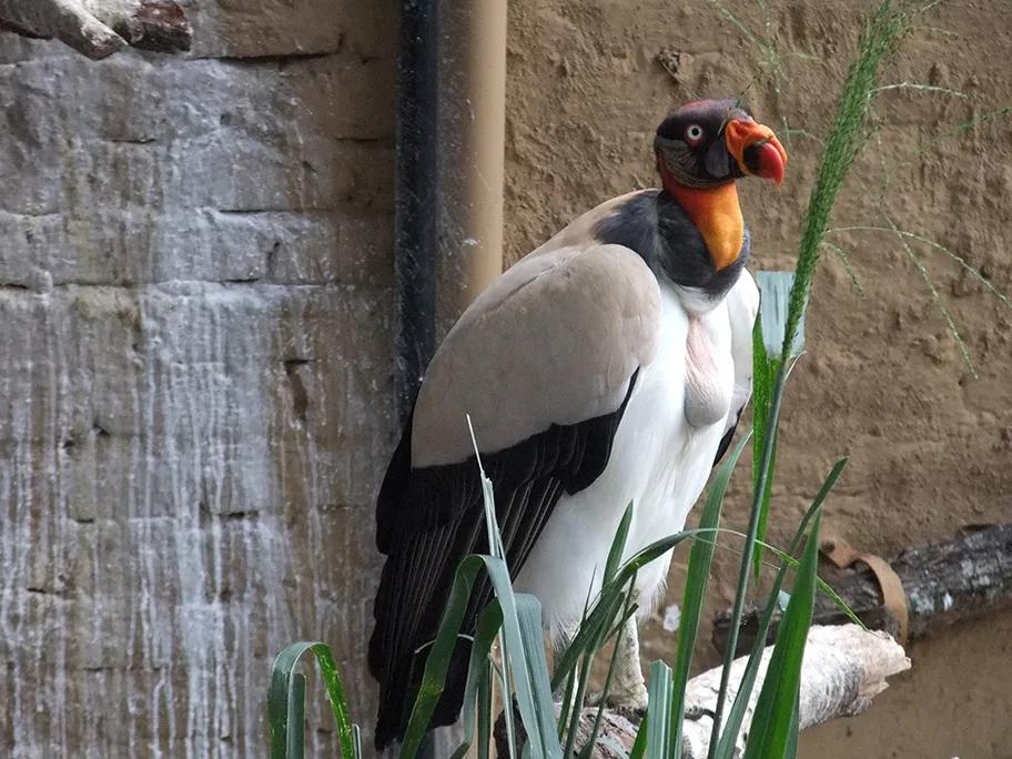 Travel Tips & Articles Cali - KLM Denmark