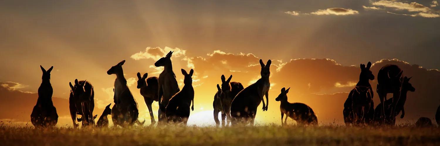 Cheap flights from Los Angeles to Australia | KLM
